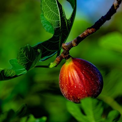 Sadnice smokve - Sadnice Trijumf 🌱 - Porodični Rasadnik sa tradicijom